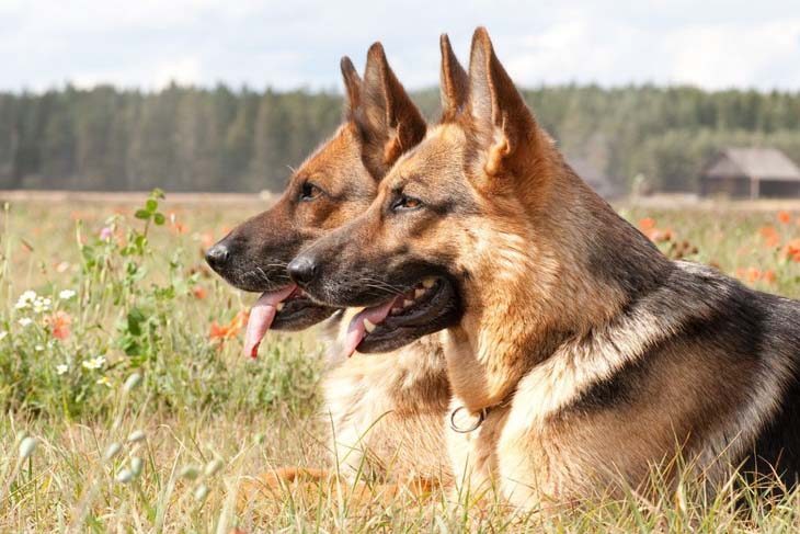 Female German Shepherd Names For Your Cute Girl